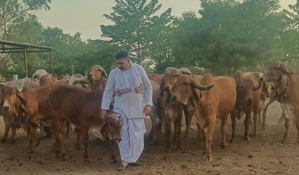 Surbhi Ashram Gaushala Is Working Hard To Look After The Desi Gauvansh ...