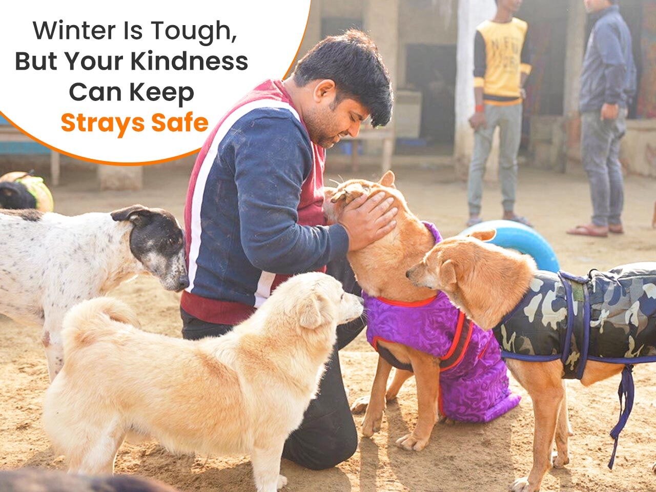 This Winter, Donate Dog Coats To Protect Strays From The Harsh Coldwave ...