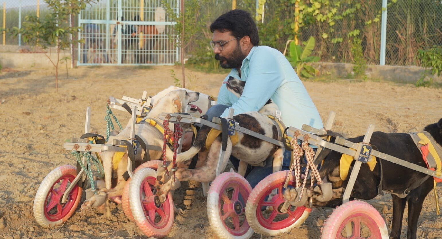 Victims Of Deadly Accidents, These Paralyzed Dogs Have Found A Loving ...