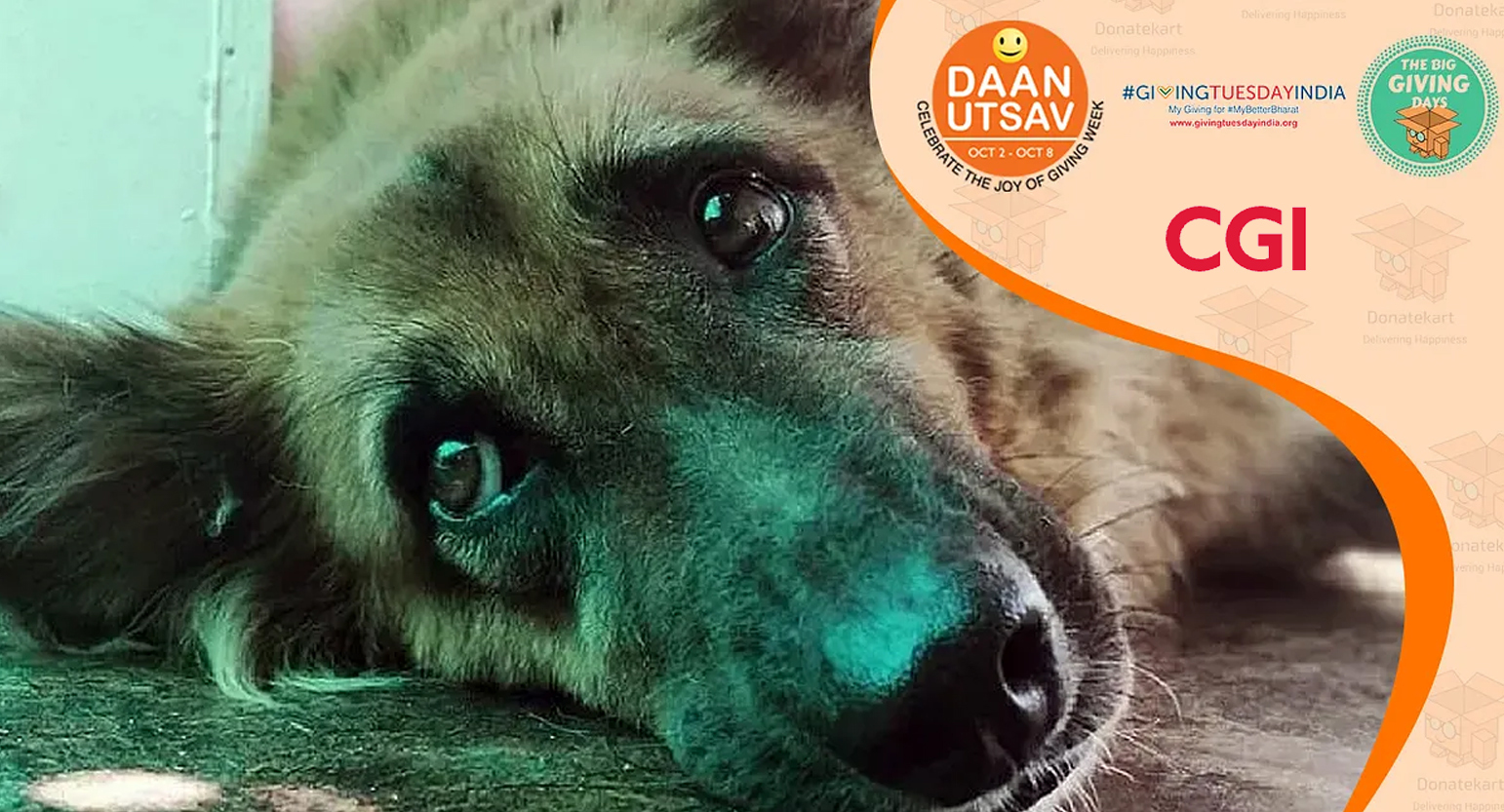 Together, Let’s Care For These Injured Strays | DonateKart