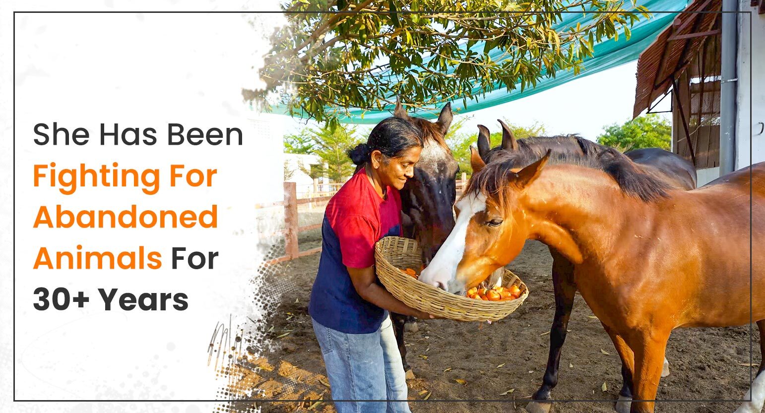 Over 900 Animals Have Found Hope Thanks To Shiranee’s Relentless ...