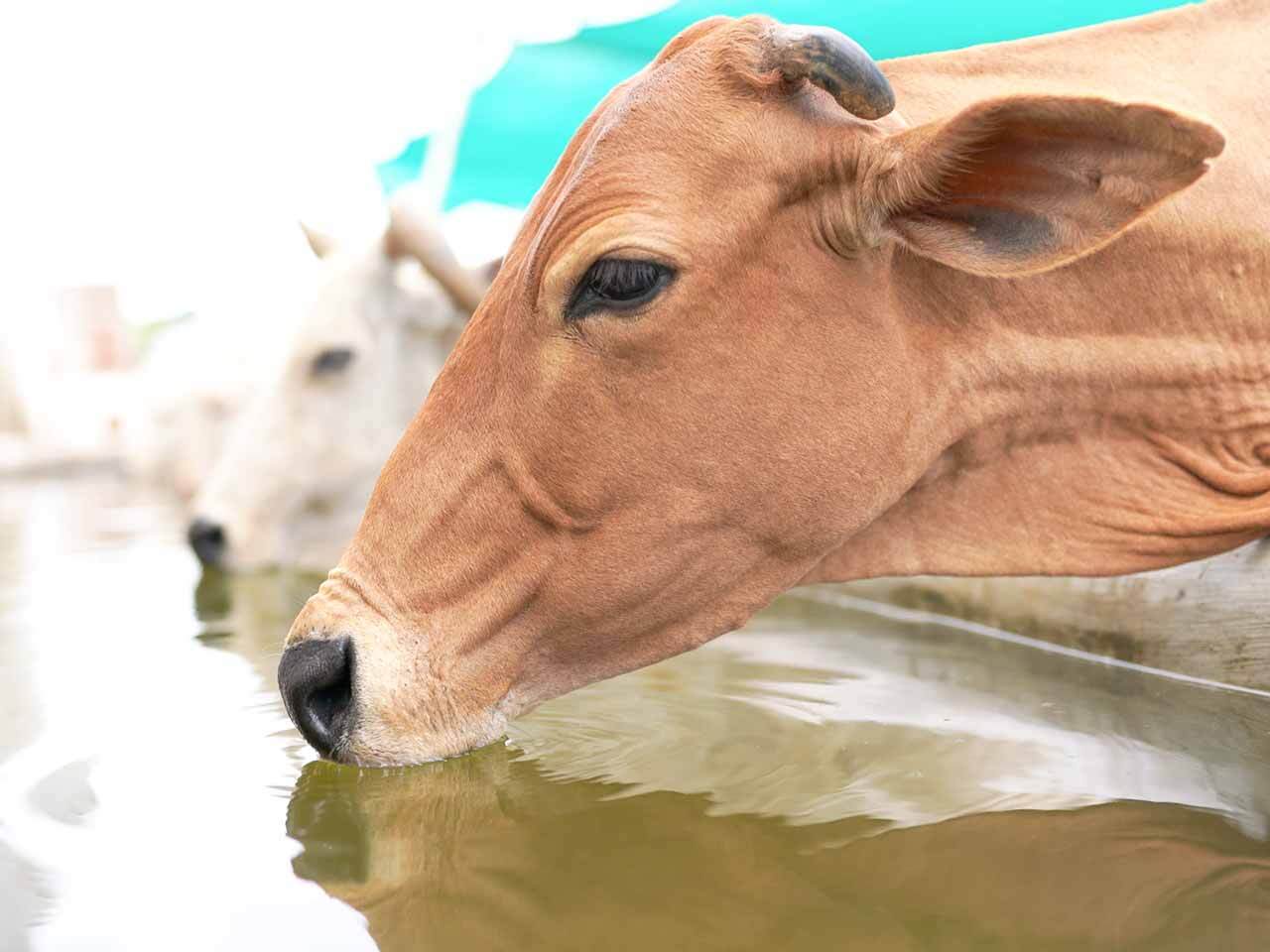 Save Cows By Donating To This Gaushala | DonateKart