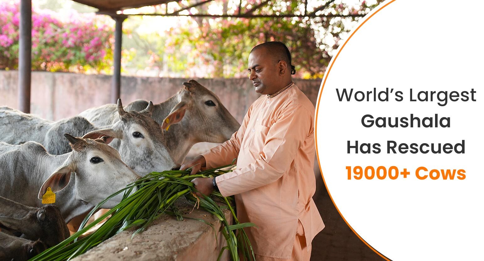 Support The World’s Largest Gaushala To Give 19000+ Cows A Better Life ...