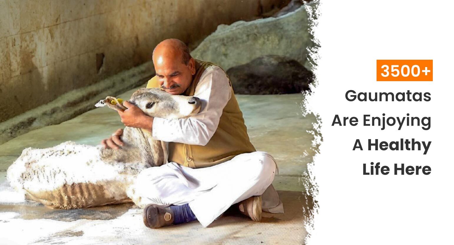 A Safe Home To Thousands Of Cows, This Gaushala Now Needs Your Help To ...