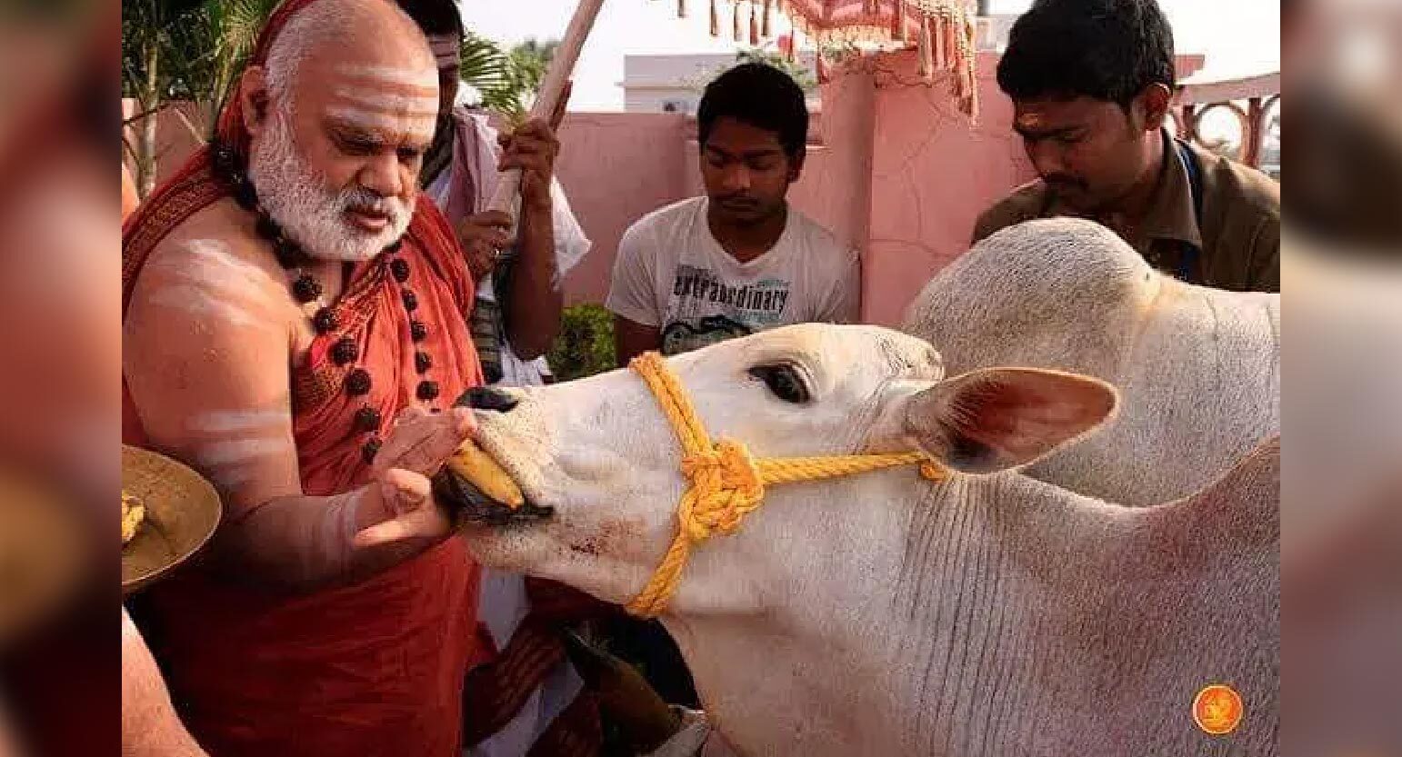 Providing Fodder for Rescued Cows: A Noble Cause for SSVBCT NGO ...