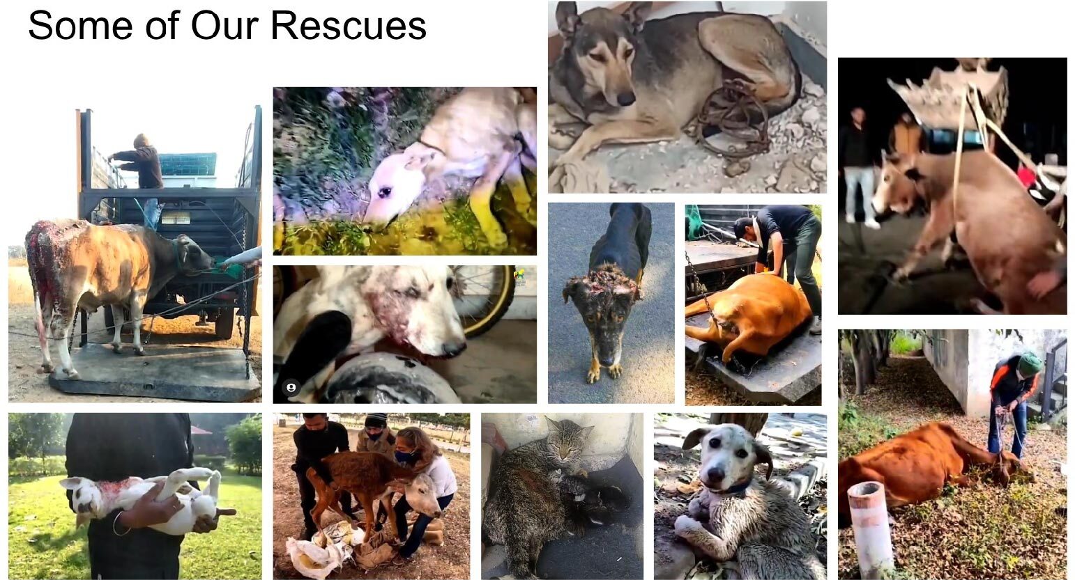 Enhancing Healthcare for Injured Cows and Stray Animals: A Call for ...