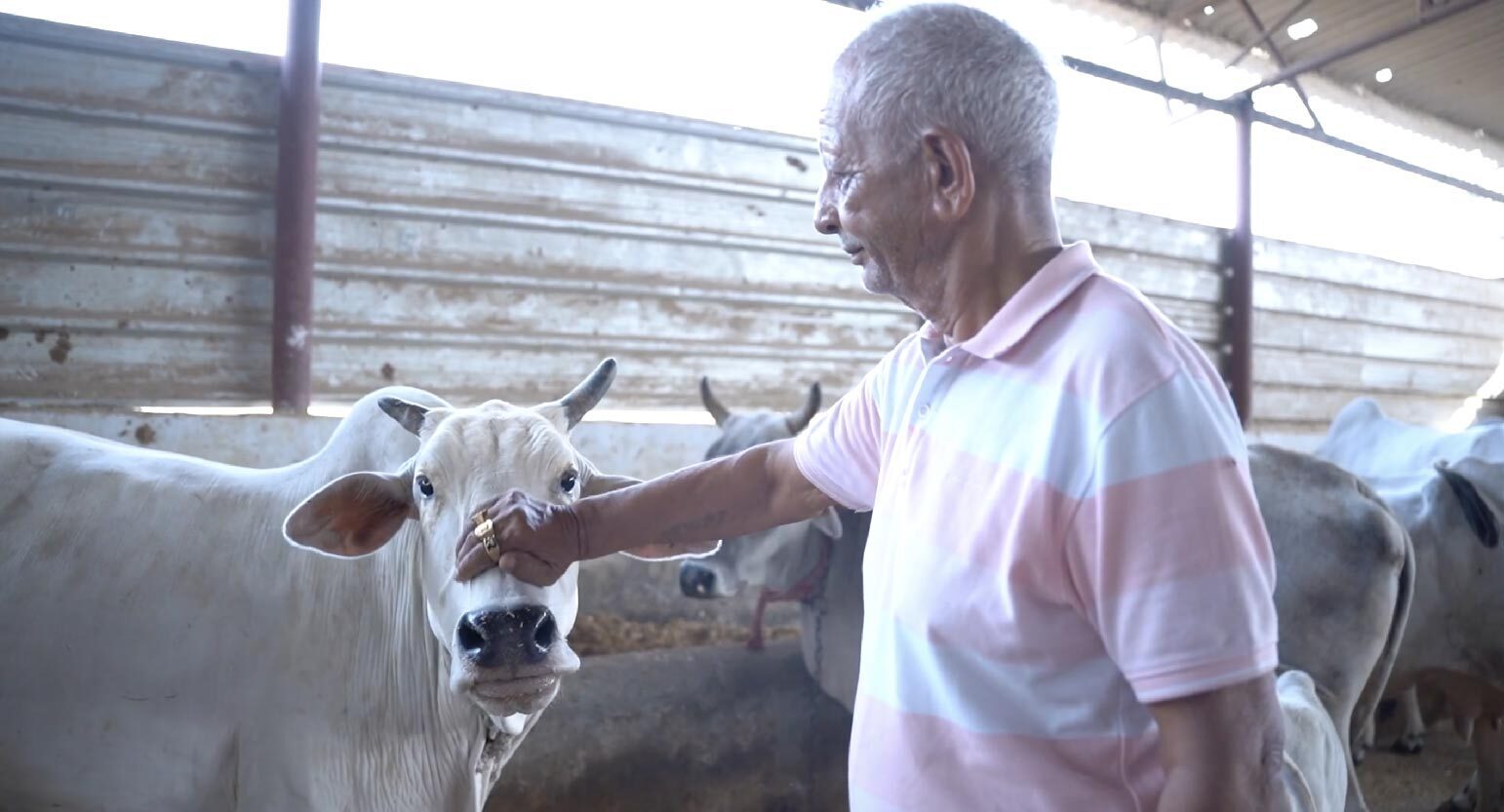 This Retired Teacher In Haryana Is Rescuing Thousands Of Injured Cows ...