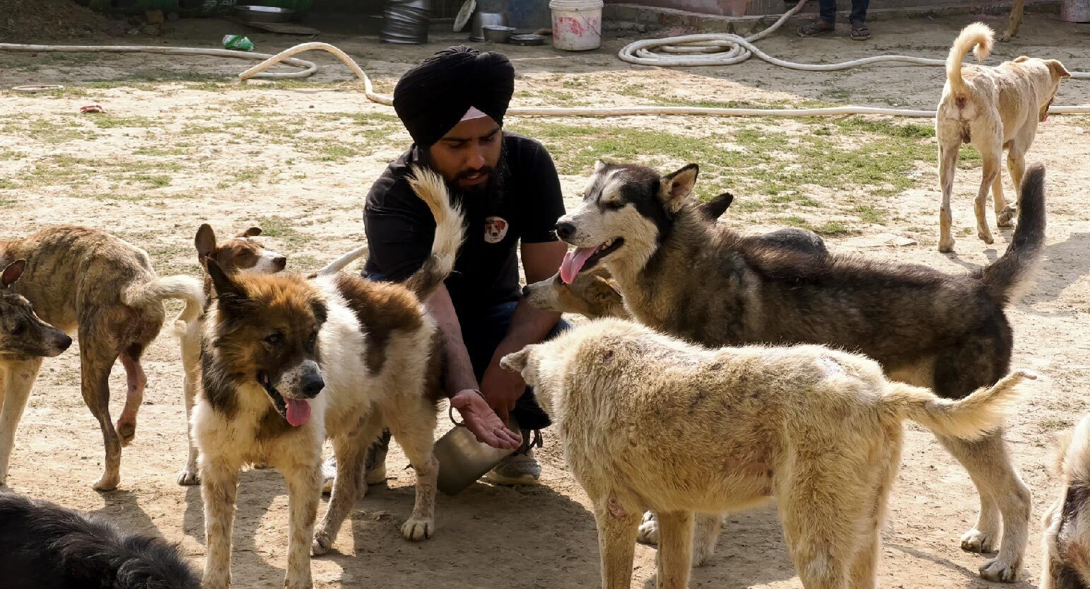 Hundreds Of Voiceless Animals Are Suffering In Silence, Help Perroayuda ...