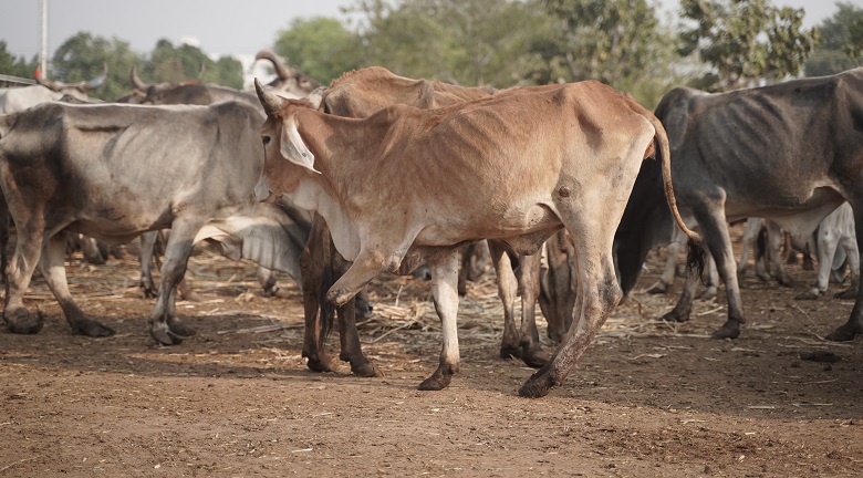 Join Hands With Shri Diety Foundation To Provide Prosthetic Limbs To ...