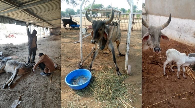Help us to save the abandoned animals from starving to death | DonateKart