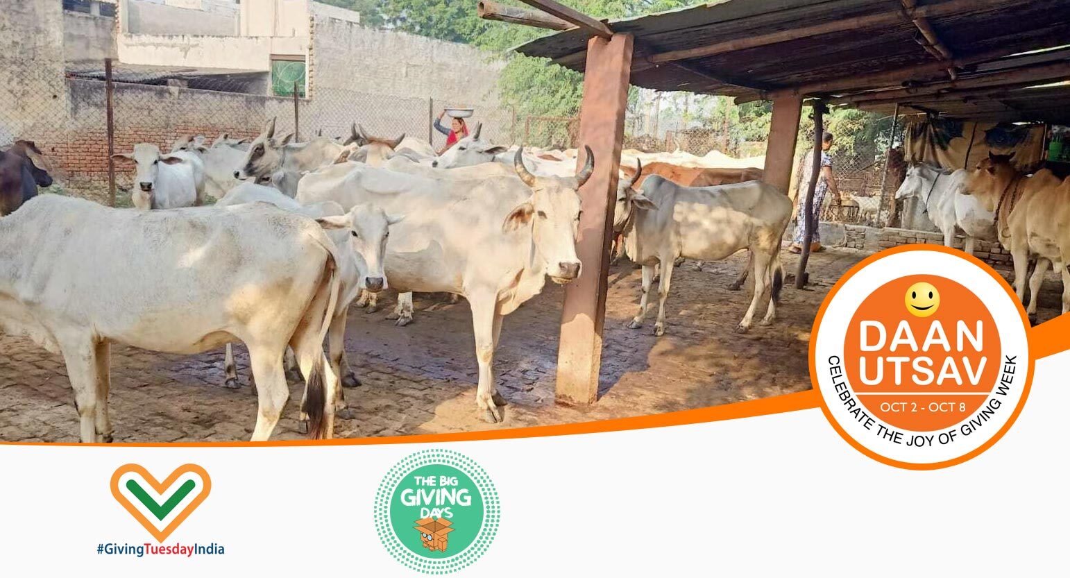 Contributing Cow Food to Golok Gaushala Samiti: A Noble Endeavor ...
