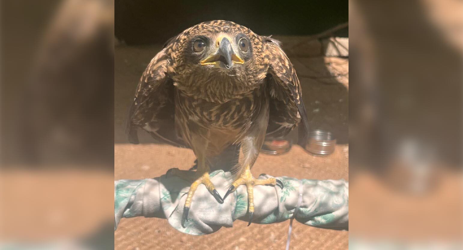 Wings of Freedom | DonateKart