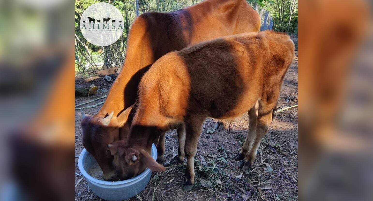 Free and Happy Farm Animals: A Campaign for Animal Welfare | DonateKart