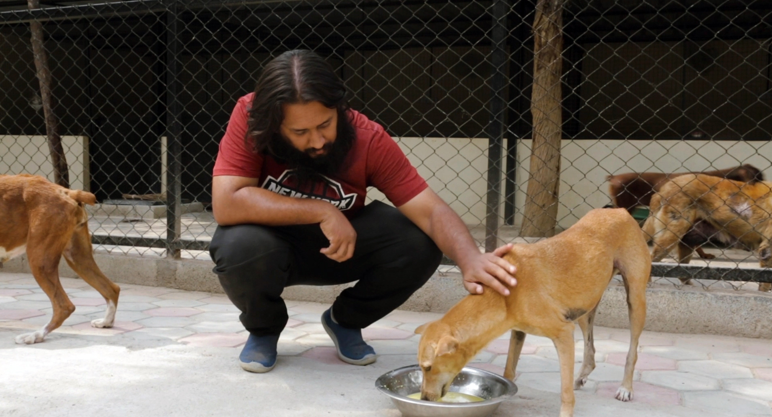 These Helpless Dogs Have Been Abused And Injured, ALAI Needs Your ...