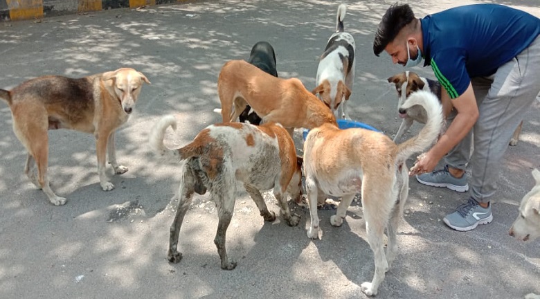 Save A Stray | DonateKart