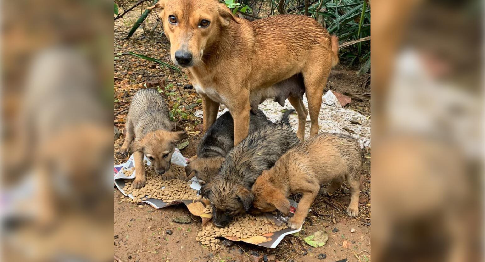 Rescuing and Treating More Than 100 Stray Dogs: A Compassionate ...