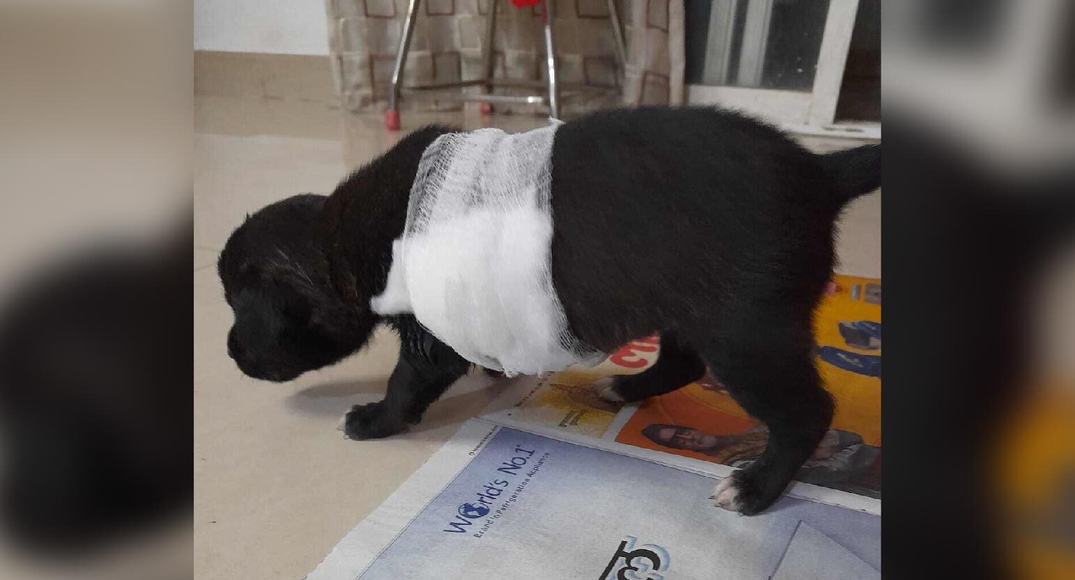 Compassionate Care for Stray Dogs and Cows in Pune: Reducing Suffering ...