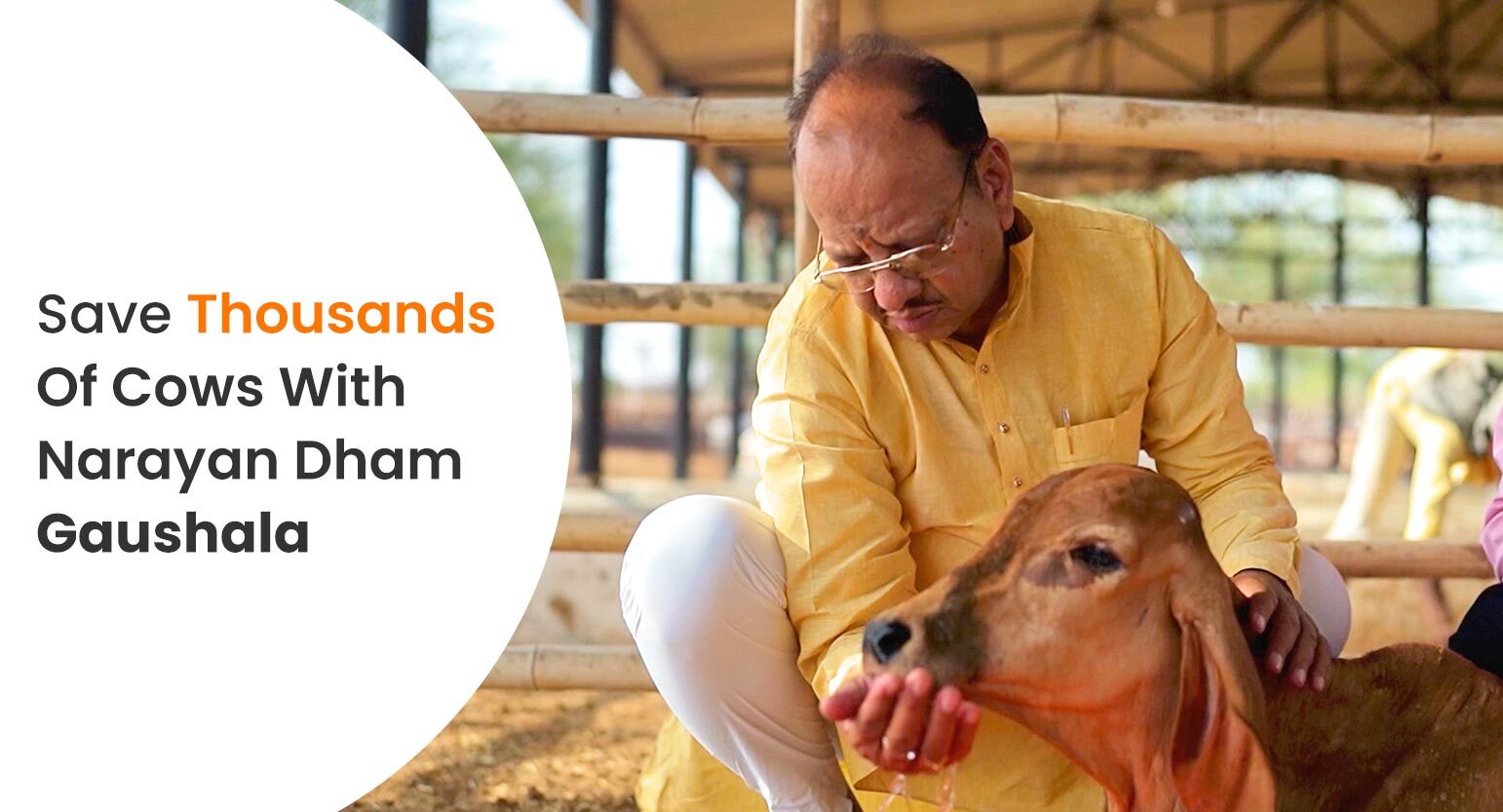 Help Narayan Dham Save 2000+ Cows In Jaipur, Donate Fresh Fodder For ...