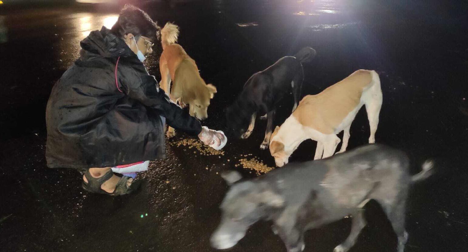 FACTS: Bridging Compassion and Coexistence for Stray Animals in ...