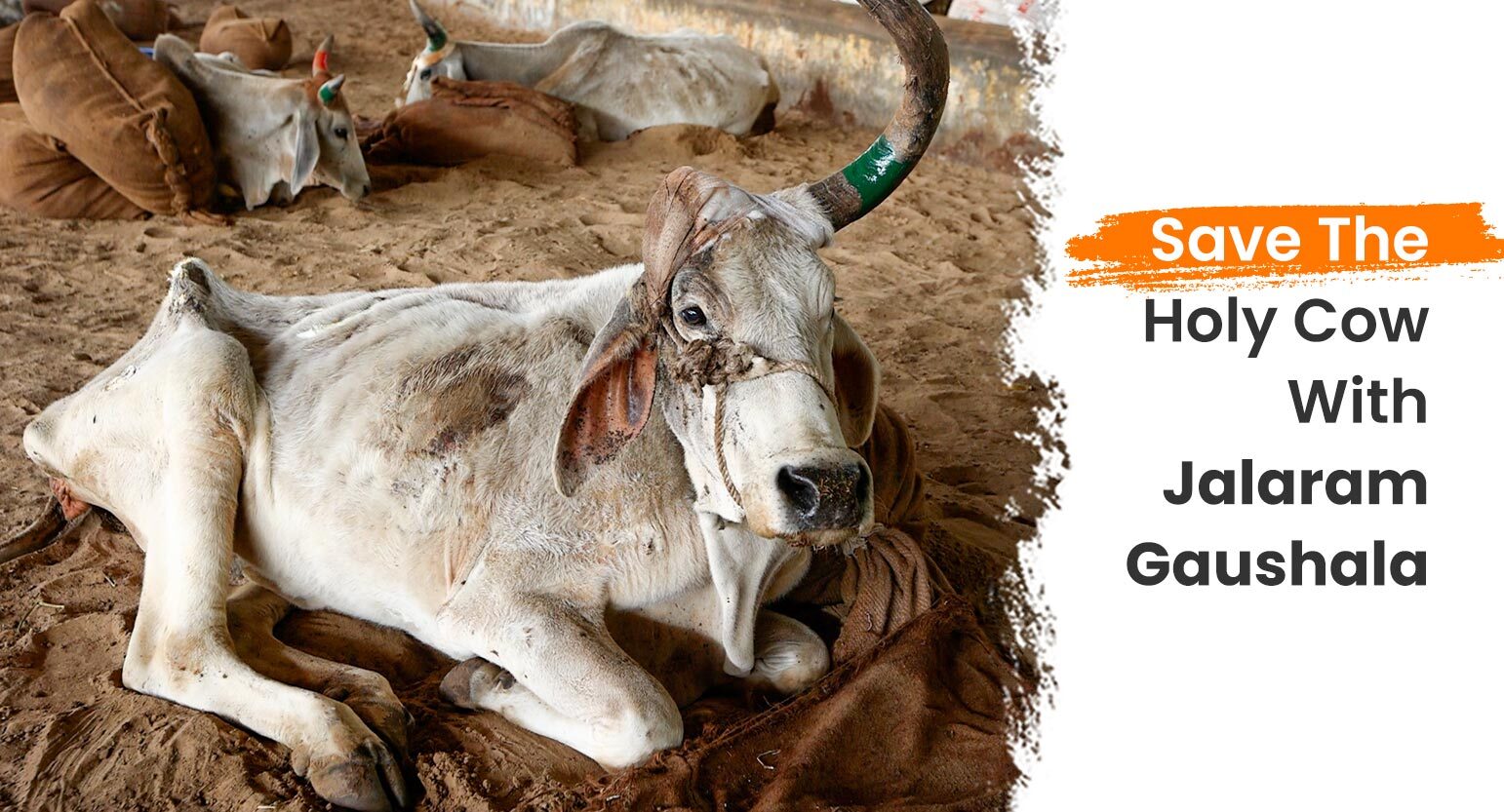 Hundreds Of Cows With Rare Condition Are Suffering In Silence, Donate ...