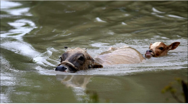 Without your help, these stranded, starving animals in the Assam floods ...
