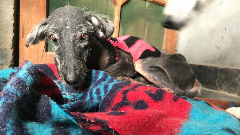 Innocent animals in Dharamsala need your help | DonateKart