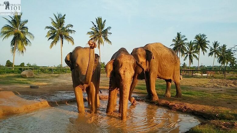Help And Care For Rescued Elephants | DonateKart