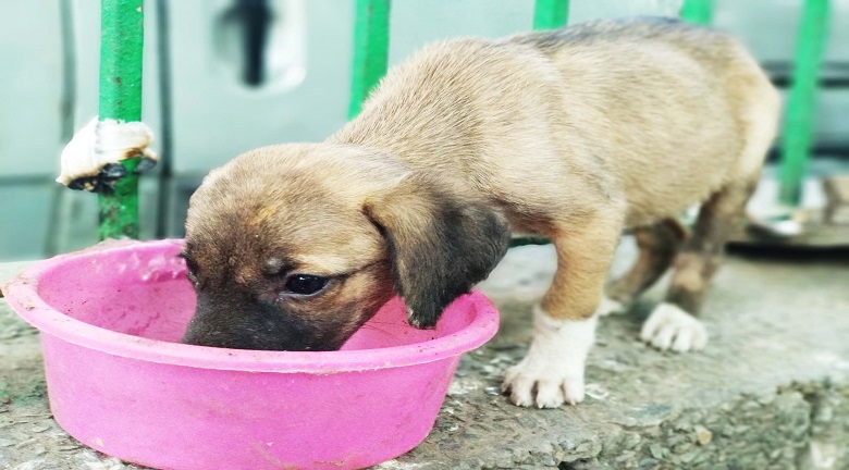 Help stray dogs by donating food | DonateKart