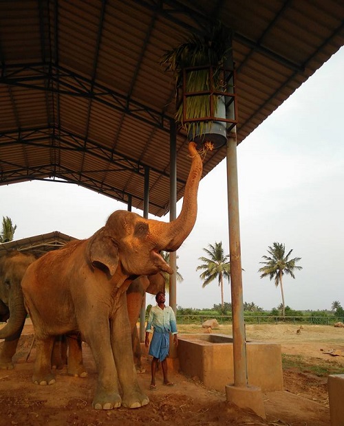 Help And Care For Rescued Elephants | DonateKart