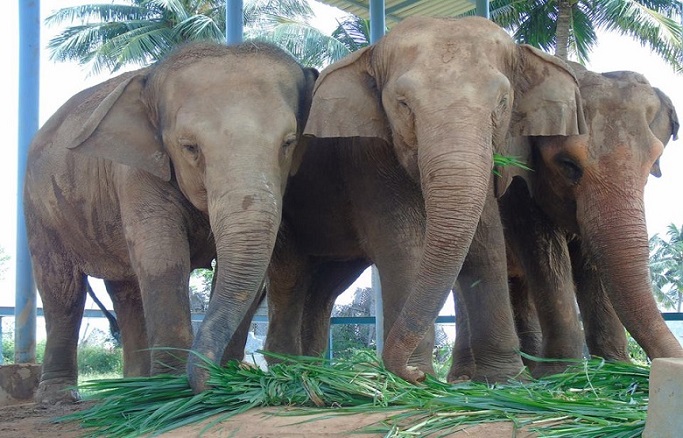 Help And Care For Rescued Elephants | DonateKart